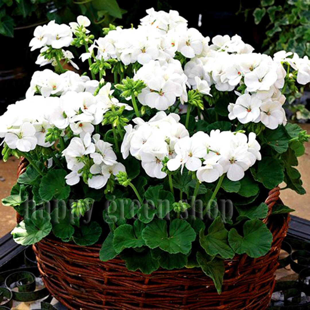 Pelargonium Zonale F2 Colorama White Pelargonium Zonale 10 Seeds ...
