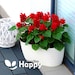 SALVIA RED PICCOLO Dwarf - 50 Seeds - Salvia Splendens - Container ...