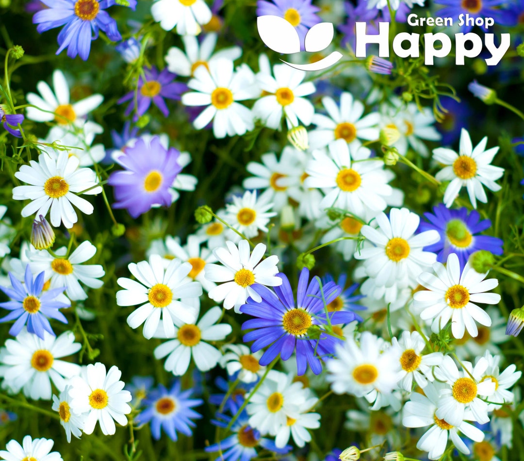 SWAN RIVER DAISY Mix - 5000 semi - Brachyscome iberidifolia - Fiore ...