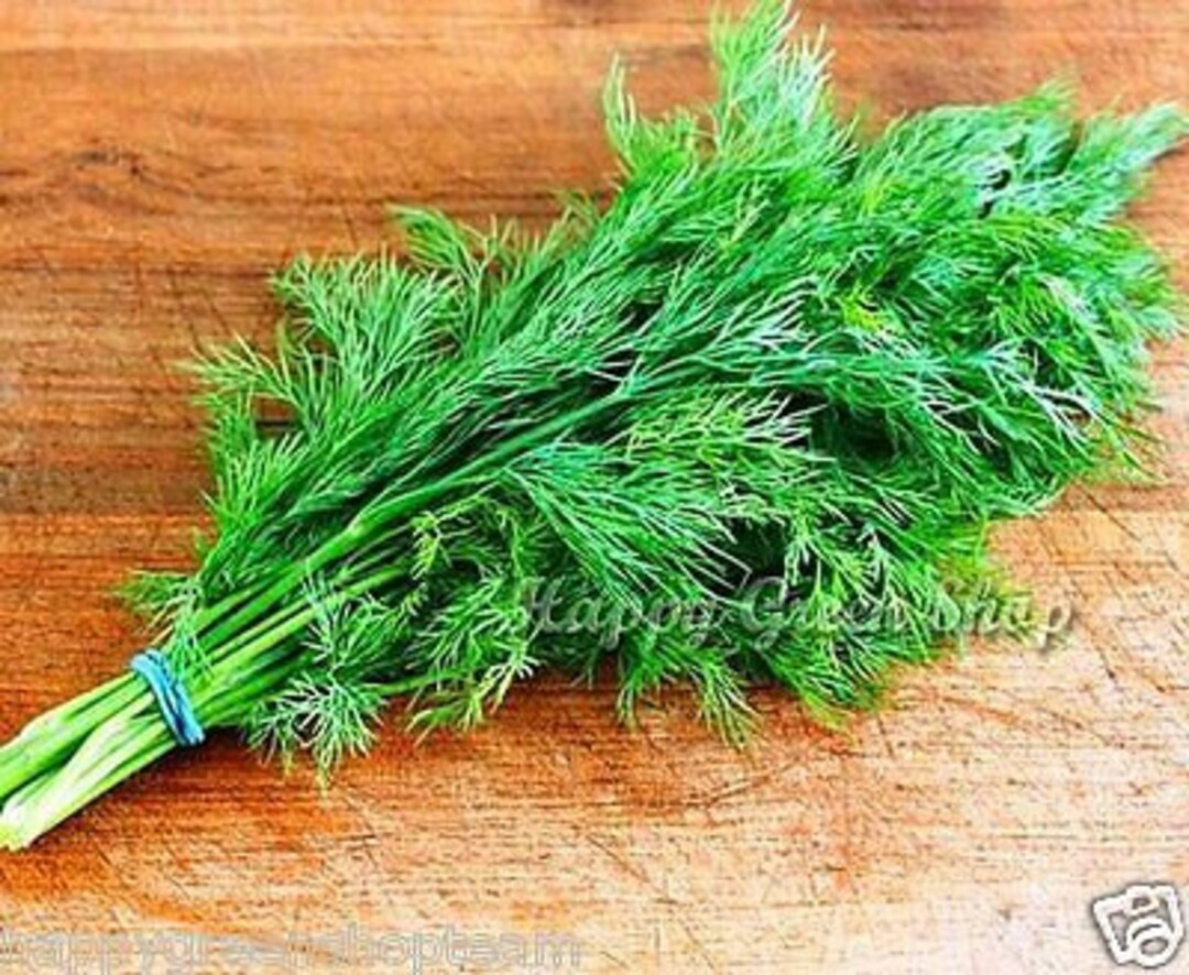 Herb - DILL - 5000 Seeds - 6,5 Grams - Anethum Graveolens - INTENSIVE ...