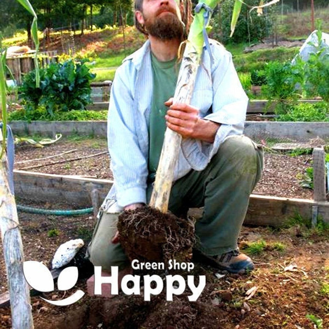 LEEK BULGARIAN GIANT - 400 Seeds - Giant European Heirloom Leek ...