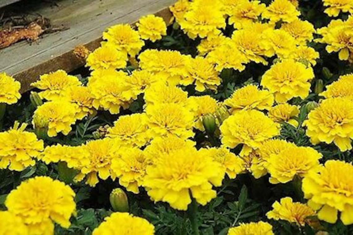 French Marigold - PETITE YELLOW - 350 Seeds - Tagetes Patula Nana ...