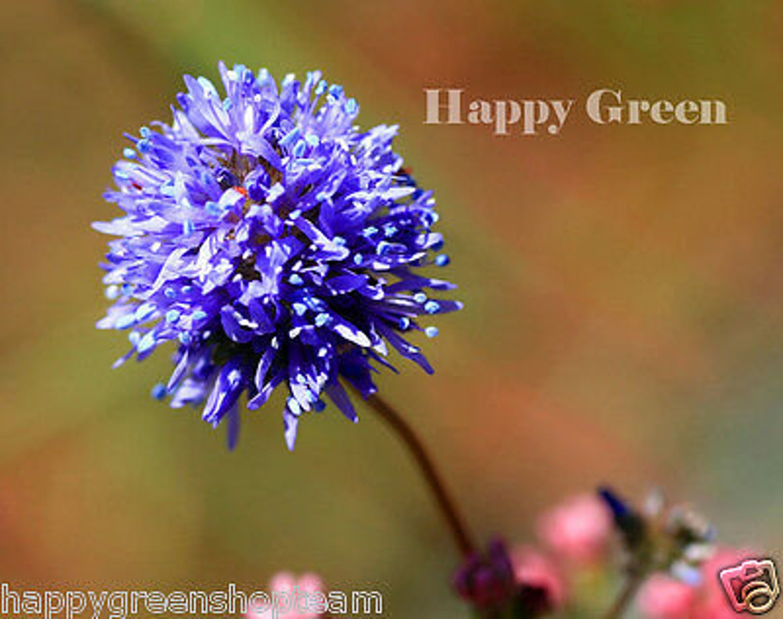 BLUEHEAD GILIA - 1000 SEEDS - Gilia Capitata - Annual Flower - Etsy