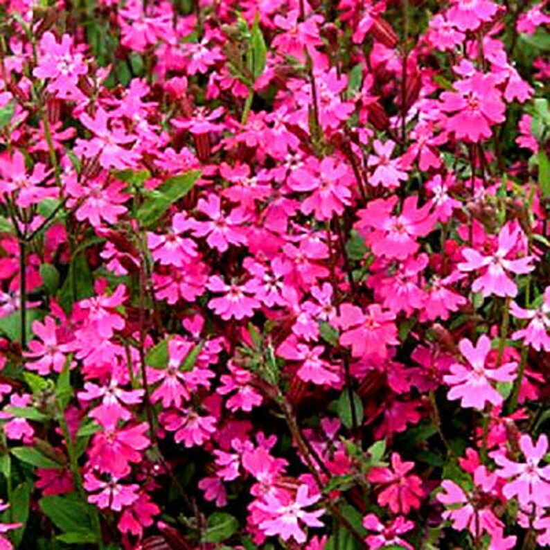 NODDING CATCHFLY Silene Pendula 400 SEEDS Ideal for - Etsy