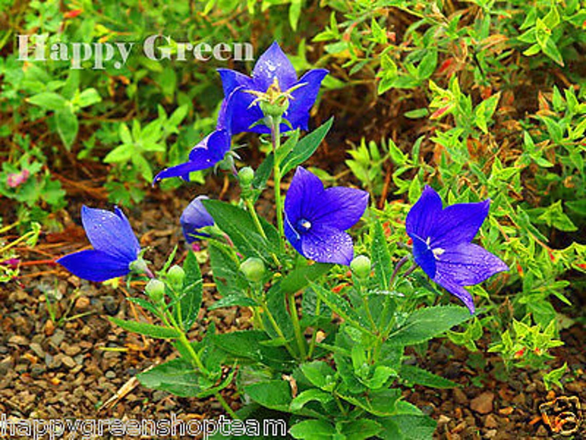 BALLOON FLOWER ASTRA Blue - 250 Seeds - Bellflower Platycodon ...