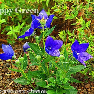 BALLOON FLOWER ASTRA Blue - 250 Seeds - Bellflower Platycodon ...