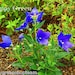 BALLOON FLOWER ASTRA Blue - 250 Seeds - Bellflower Platycodon ...