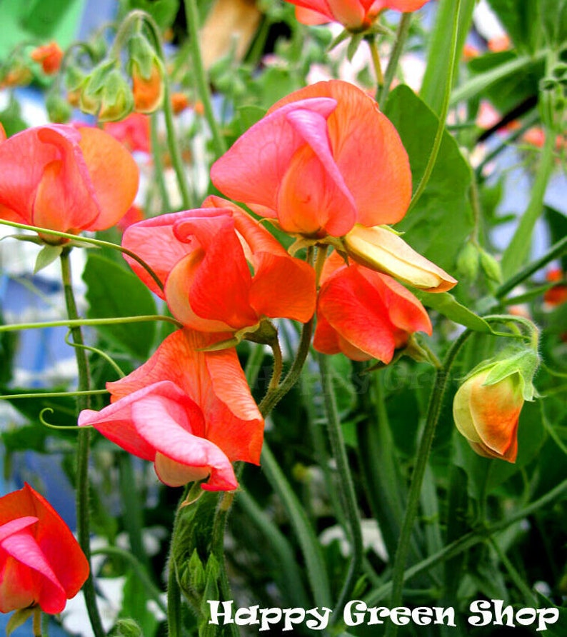 Sweet Pea PRINCE OF ORANGE 25 Seeds Flower - Etsy Canada