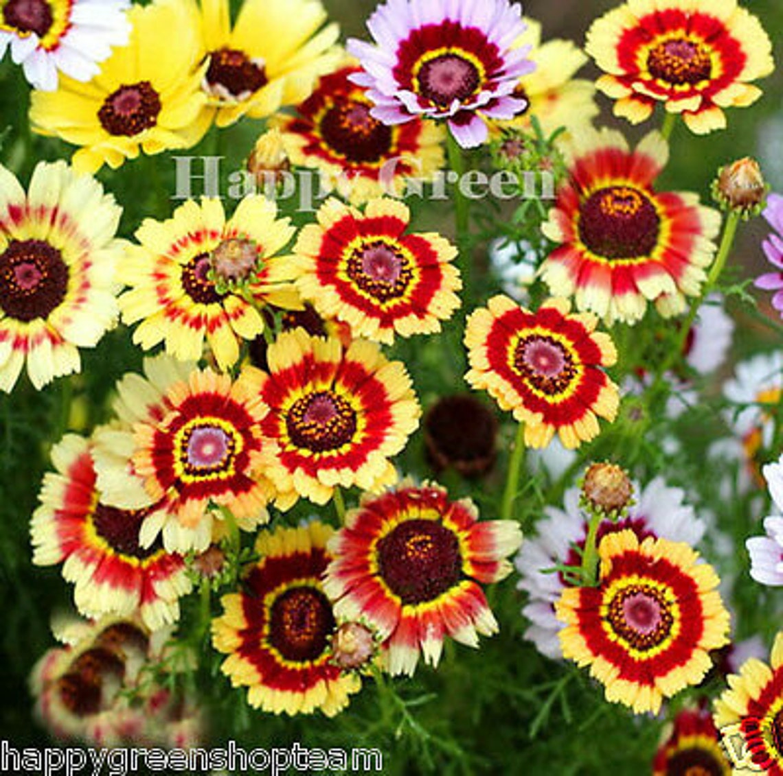 Painted Daisy - Rainbow Mixed - 900 SEEDS - Chrysanthemum Carinatum ...