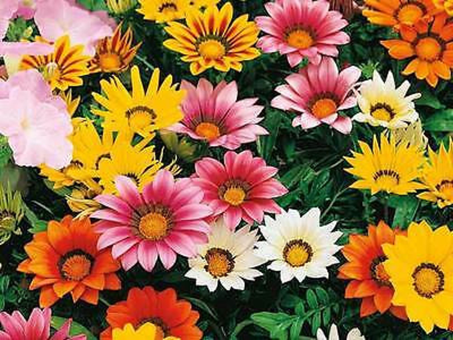 GAZANIA MIX Gazania Splendens Hybrida 150 Seeds Very Large - Etsy