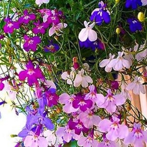 TRAILING LOBELIA CASCADE Mix - 7000 Seeds - Lobelia Pendula - Balcony ...