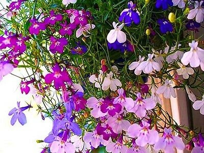 TRAILING LOBELIA CASCADE Mix - 7000 Seeds - Lobelia Pendula - Balcony ...