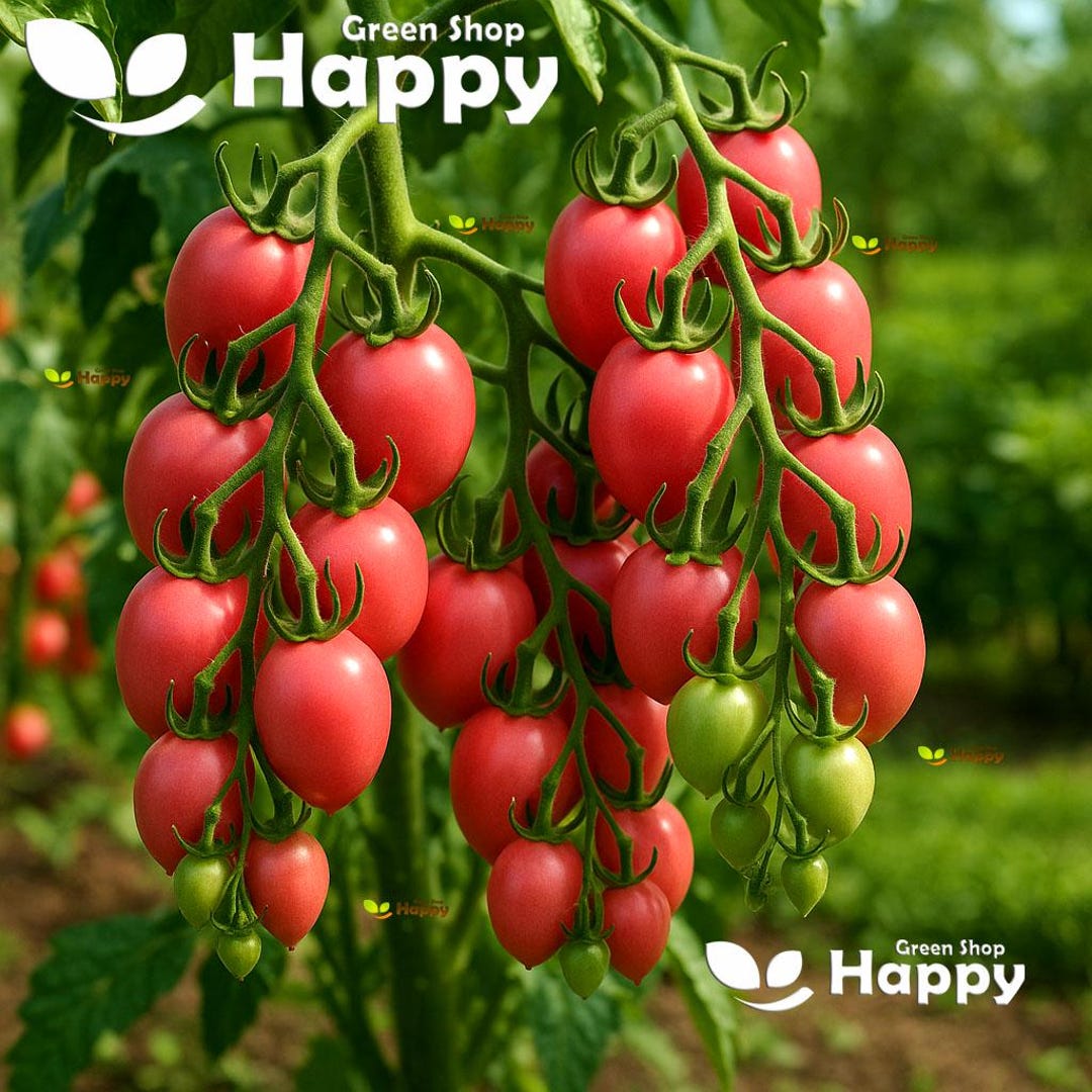 Pink Thai Egg TOMATO - 30 SEEDS (solanum Lycopersicum) Rare HEIRLOOM ...