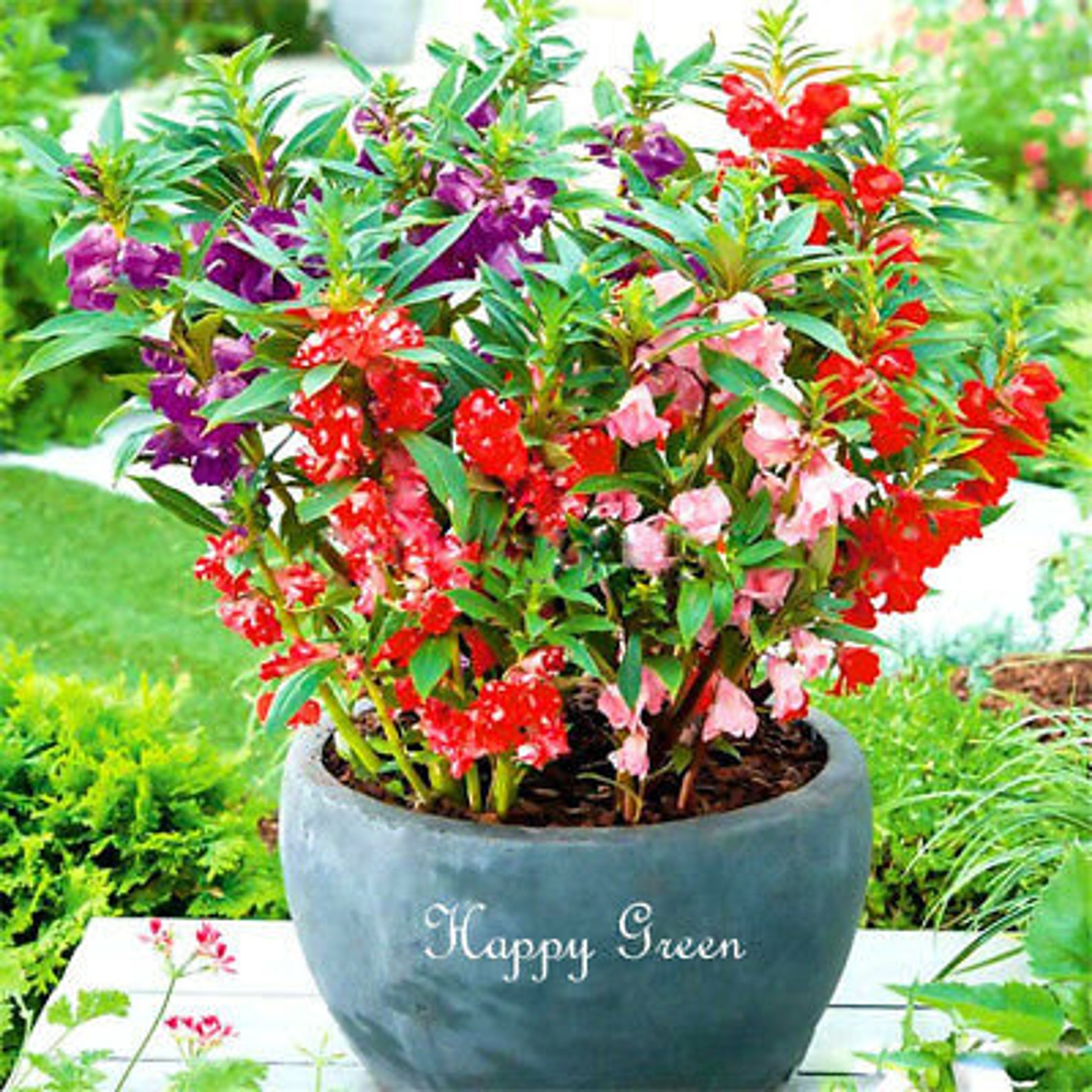GARDEN BALSAM DWARF Mixed 200 Seeds Impatiens Balsamina - Etsy