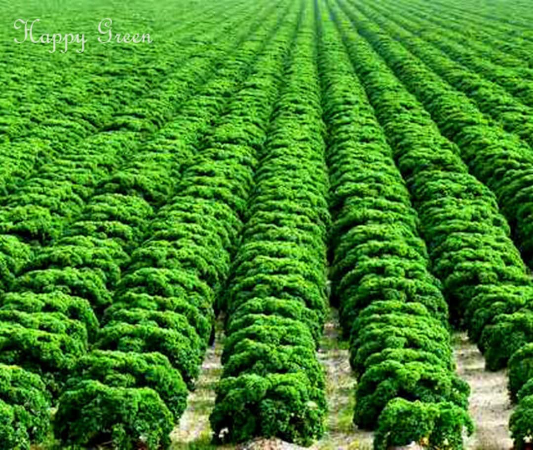 KALE - Borecole Dwarf Green Curled - 1000 SEEDS - Winter Hardy ...