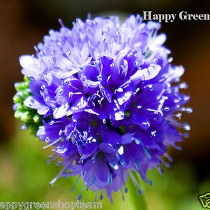 BLUEHEAD GILIA - 1000 SEEDS - Gilia Capitata - Annual Flower - Etsy
