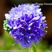 BLUEHEAD GILIA - 1000 SEEDS - Gilia Capitata - Annual Flower - Etsy