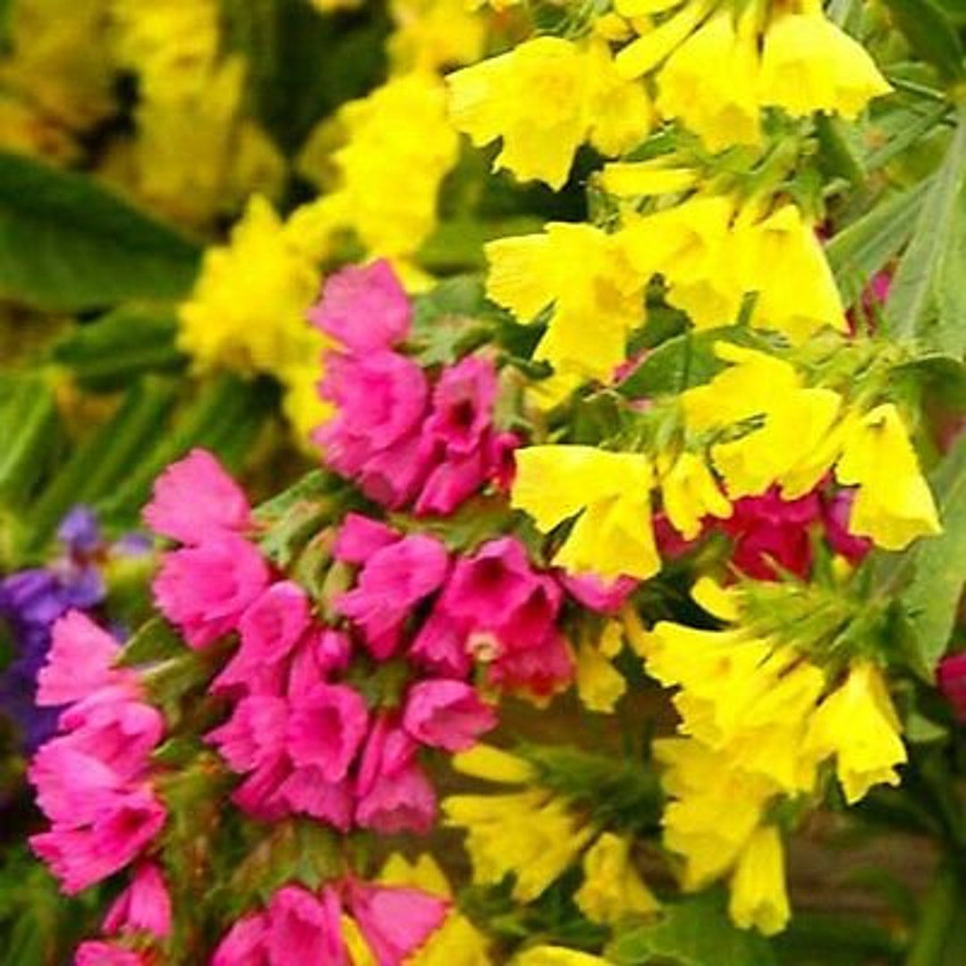 Statice Yellow - 130 Seeds - Dry Flower - SEA LAVENDER - Limonium ...