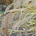 Ornamental Grass VIOLET PANIC GRASS Millet 700 Seeds Panicum Violaceum ...