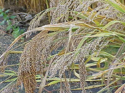 Ornamental Grass - VIOLET PANIC GRASS Millet - 700 Seeds - Panicum ...