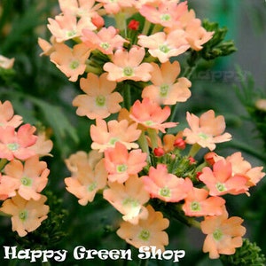 Verben Dwarf Apricot - 110 Seeds - Verbena Hybrida Nana Compacta ...