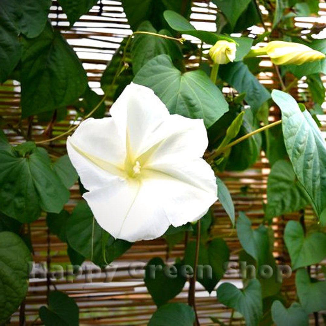 IPOMOEA MOONFLOWER - 10 SEEDS - Ipomoea Noctiflora Alba - Fragrant ...