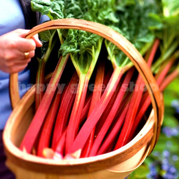 Rhubarb - Etsy