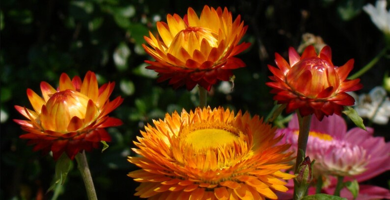 STRAWFLOWER Orange 900 Seeds Helichrysum Bracteatum - Etsy