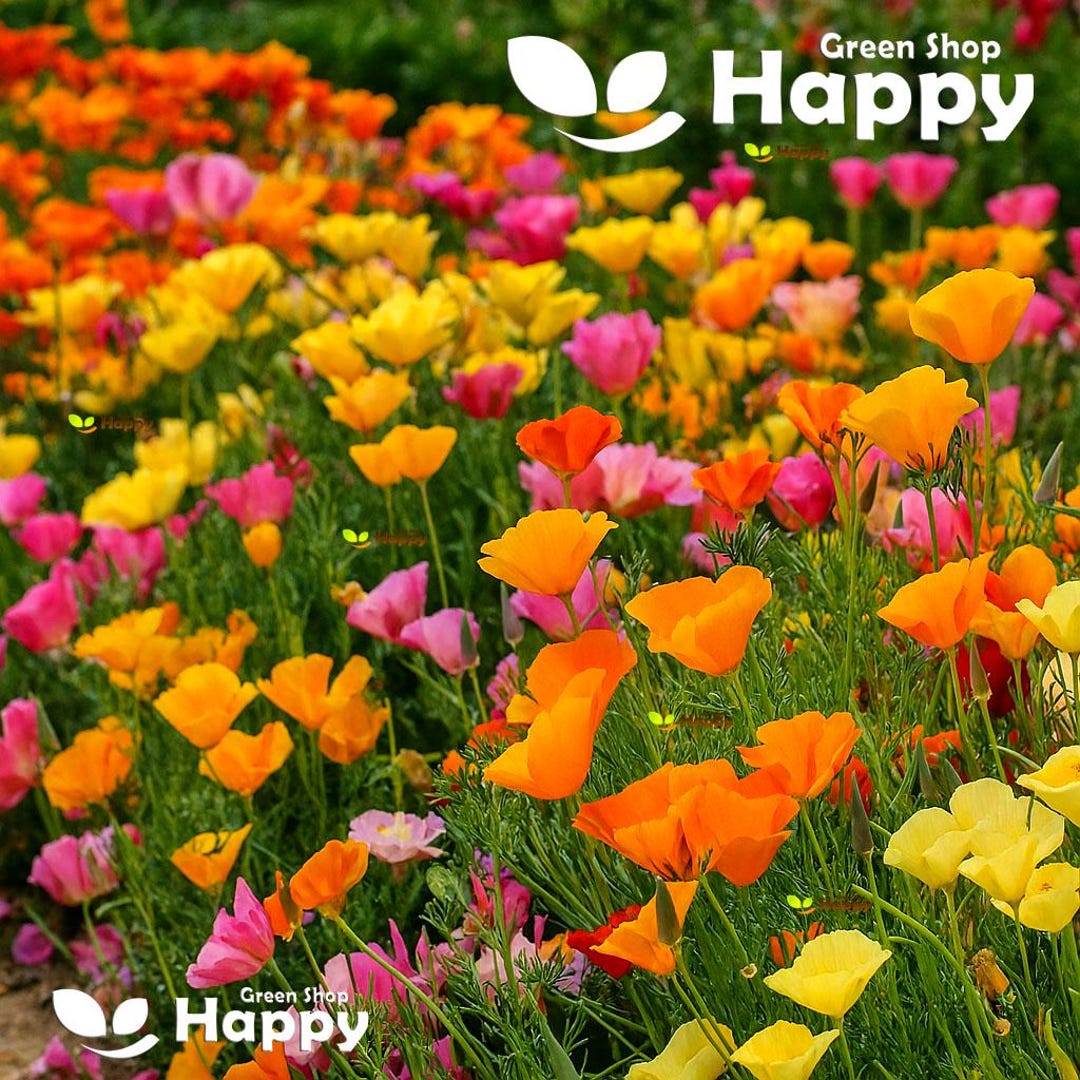 CALIFORNIA POPPY MIX - 2200 Seeds - Eschscholzia Californica - Annual ...