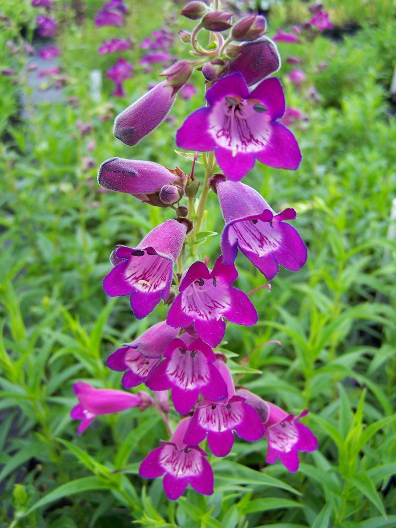 BEARDTONGUE PENSTEMON Sensation mix 900 seeds | Etsy