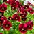 LOLLO ROSSO Loosy Leaf Lettuce 1000 Seeds Vegetable Seeds - Etsy