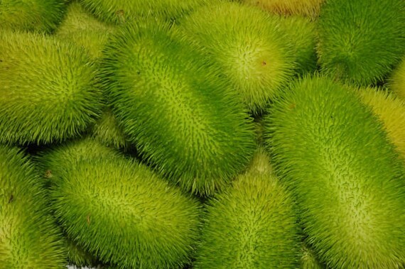 precios al por mayor - blanco puderquastenstrauch ...