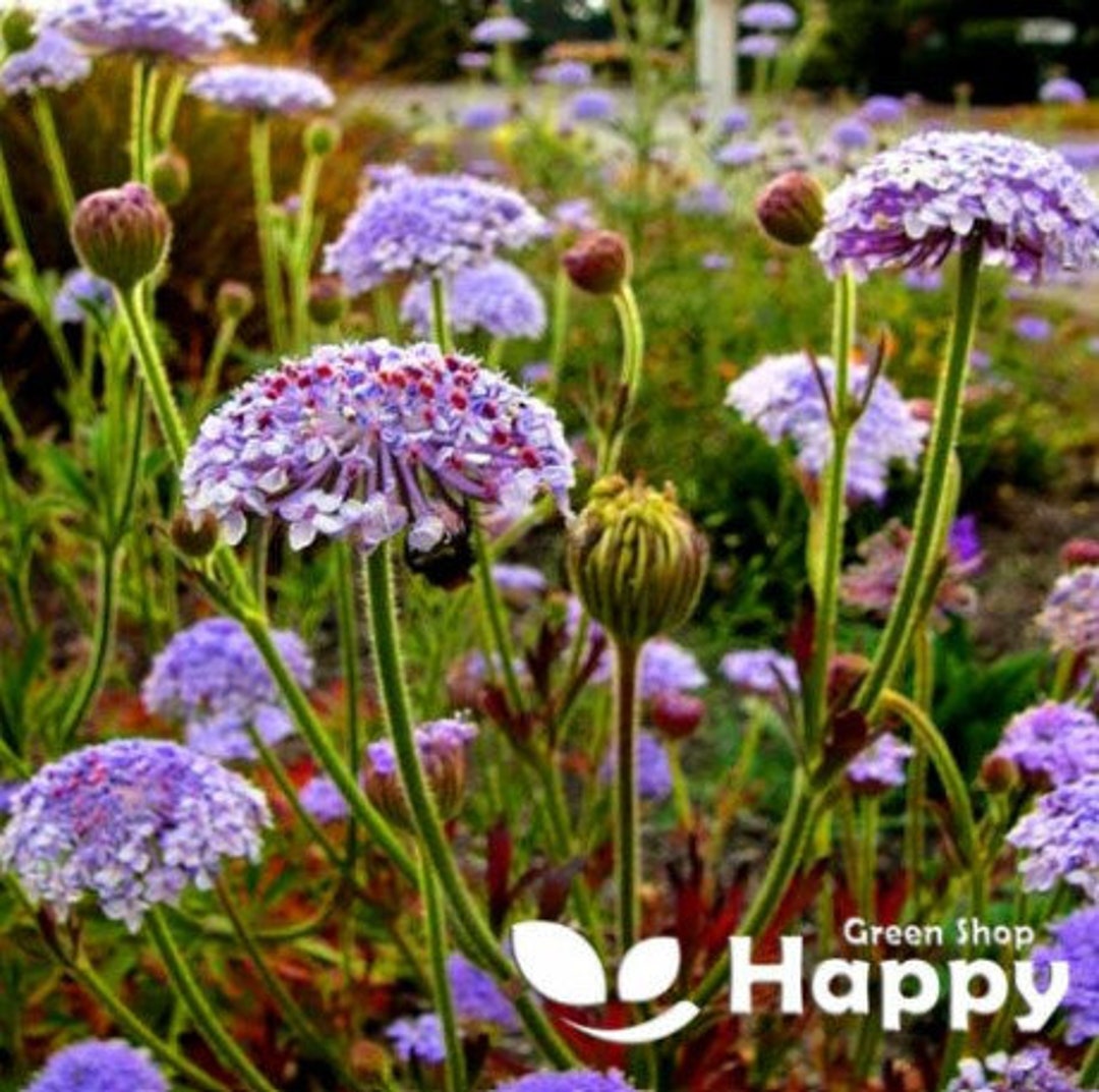 BLUE LACE FLOWER 50 Seeds - Didiscus Caeruleus Trachymene - Lavender ...