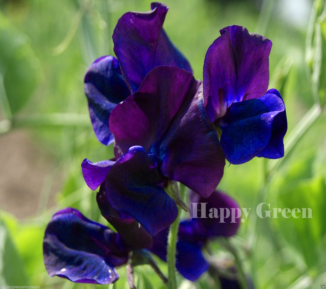 Sweet Pea - NAVY BLUE - 25 Seeds - Lathyrus Odoratus - Large Dark Blue ...