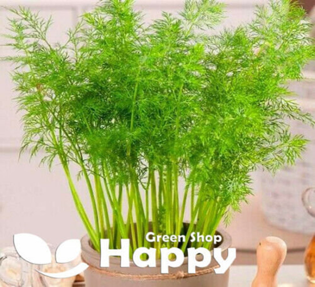 Dill Compatto - 1000 Seeds - Anethum Graveolens - Dwarf Indoor Variety ...