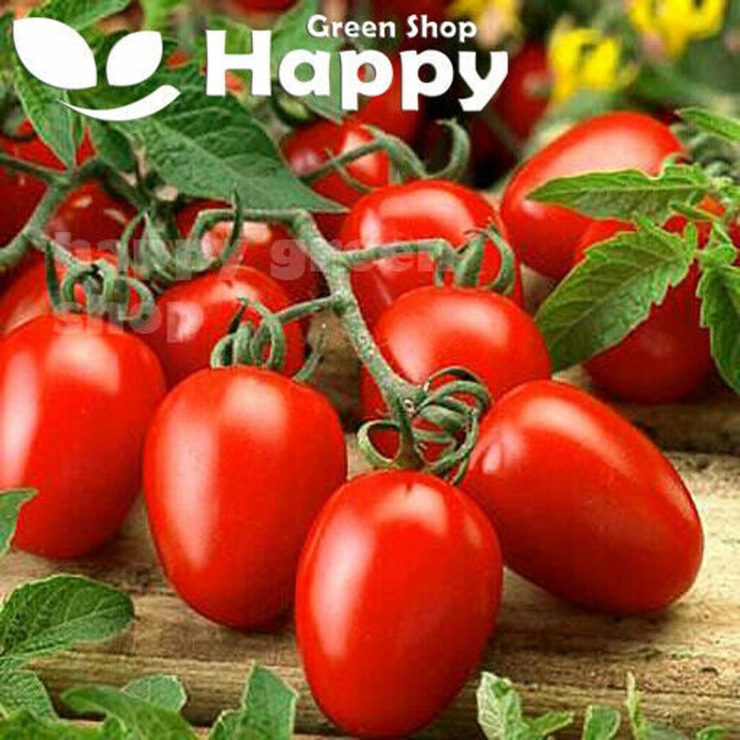 Roma Tomato 'chrobry' F1 - 50 Seeds - Solanum Lycopersicum - Etsy UK