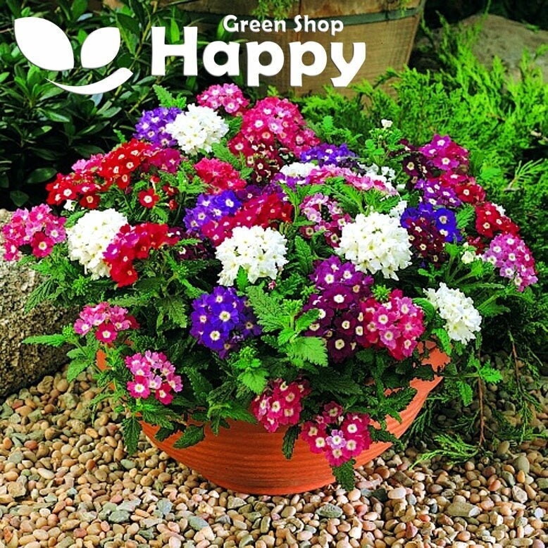 VERBENA MAMMOTH MIX 300 Seeds Verbena Hybrida Large Flowered, Long ...