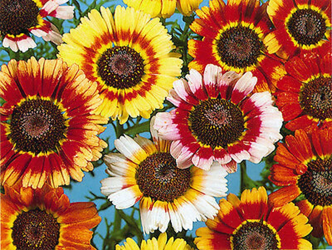 Painted Daisy Rainbow Mixed 750 SEEDS Chrysanthemum - Etsy