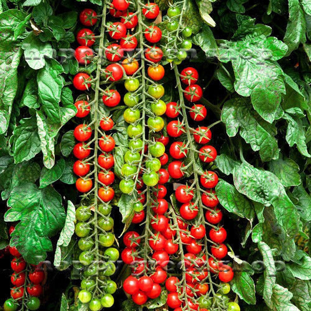 Sweet Million Tomato