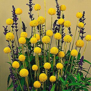 DRUMSTICK YELLOW - Billy Button- 300 Seeds - Craspedia Globosa - Annual ...