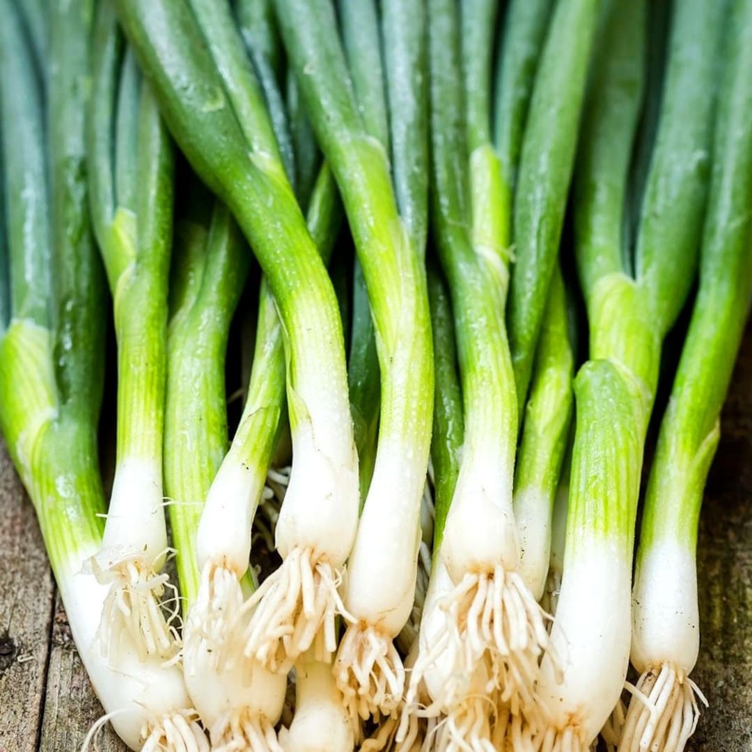 Welsh Onion KROLL - 500 Seeds ( Allium Fistulosum) - Welsh Onion Seeds ...