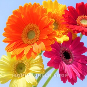 GERBER HYBRIDS MIX - 40 Seeds - Bright Colors - Long Stems - Gerbera ...