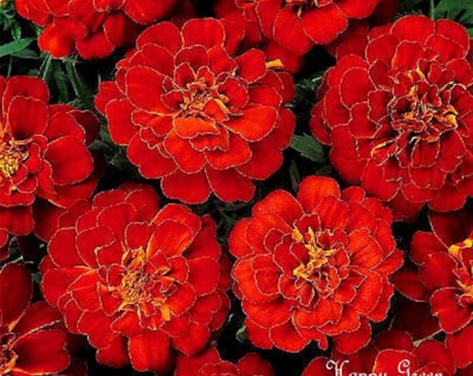 FRENCH MARIGOLD Double Brocade Red 350 SEEDS Tagetes - Etsy