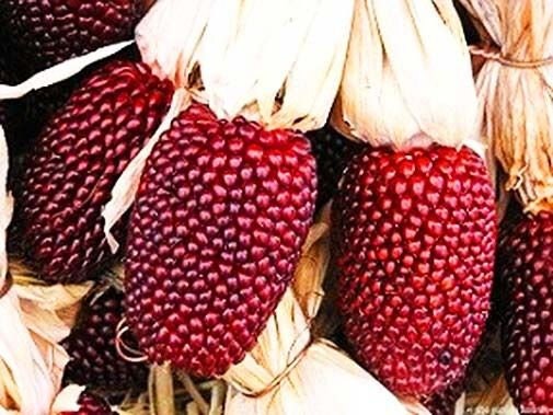 85 Seeds - RED STRAWBERRY CORN - Popcorn Seeds - Zea Japonica ...
