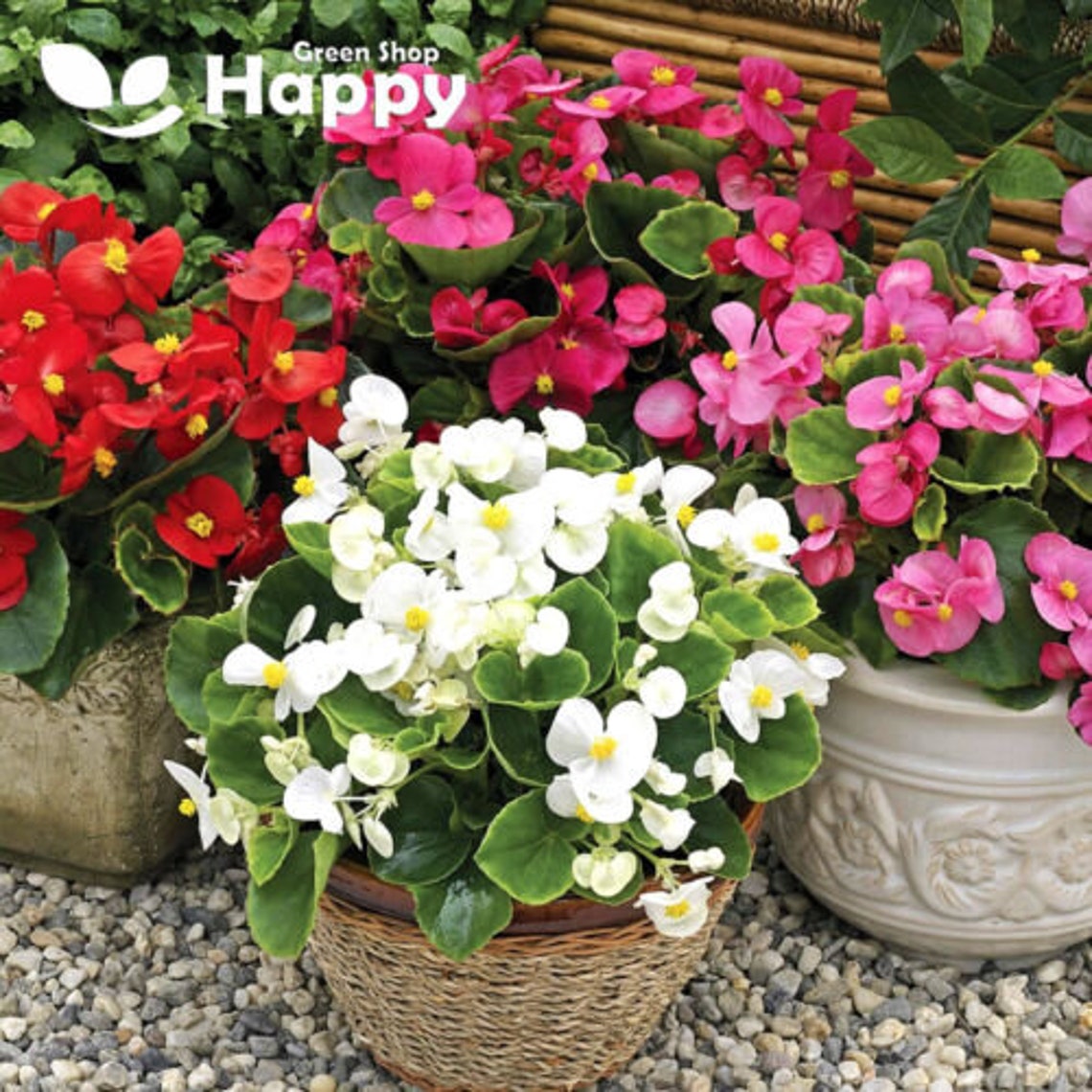 WAX BEGONIA DWARF Mix - 2000 Seeds - Begonia Semperflorens - Annual ...