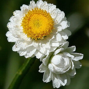 WINGED EVERLASTING - Ammobium Alatum - 1000 Seeds - FLOWER - Etsy Canada