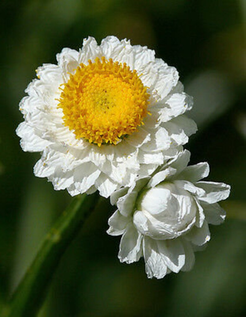 WINGED EVERLASTING Ammobium Alatum 1000 seeds FLOWER | Etsy