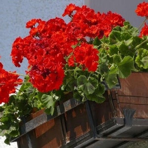 10 Seeds F2 BICOLOR RED GERANIUM Colorama Pelargonium Zonale - Etsy Canada