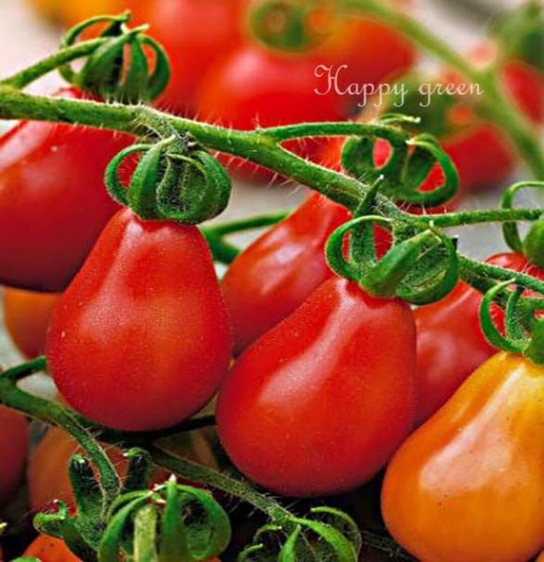 Tomato - RED PEAR - Cherry Bell - 60 Seeds - VEGETABLE - Etsy