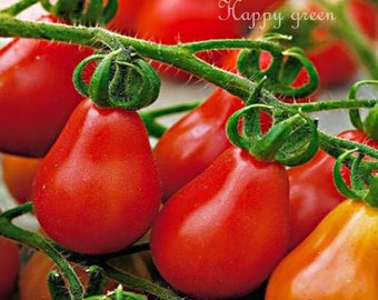 Vegetable 160 Seeds TOMATO YELLOW PEAR Cherry Bell Cherry Pear Shaped ...